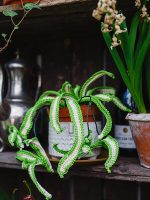 26 Crochet Plant Patterns - Crochet News