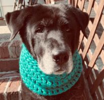 10 Dog Snood Crochet Patterns - Crochet News